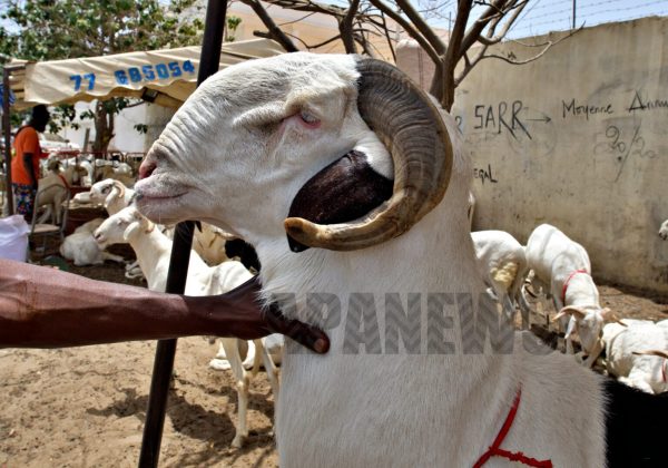 Sénégal : pourquoi certains moutons Ladoum valent plusieurs millions ...